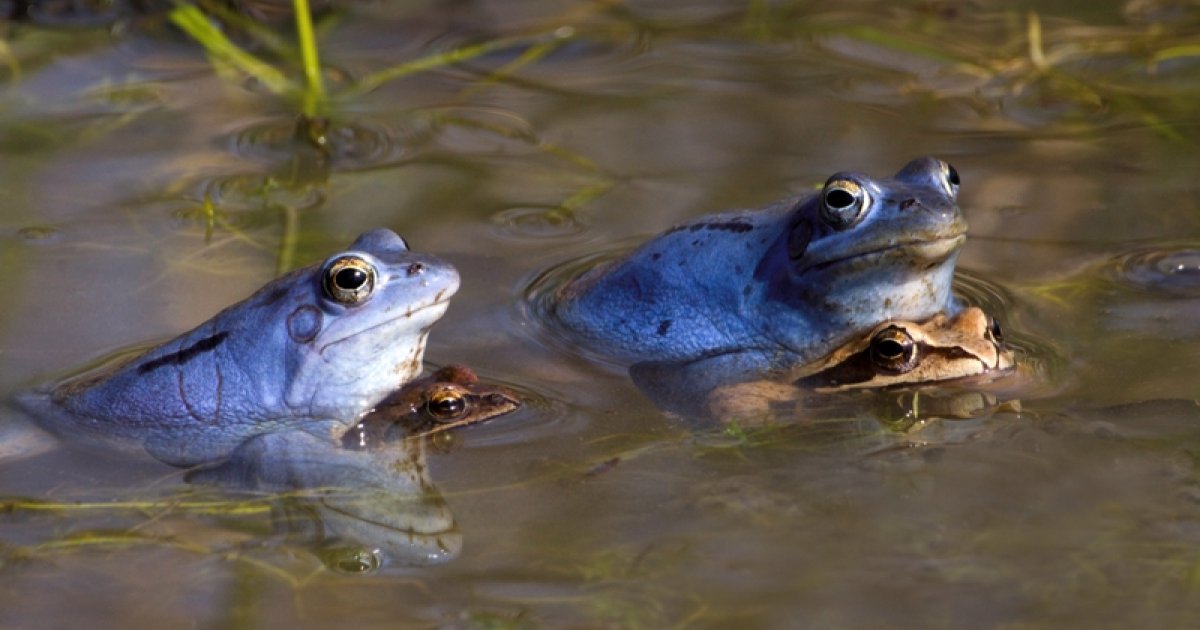 Dan žaba - Save The Frogs Day